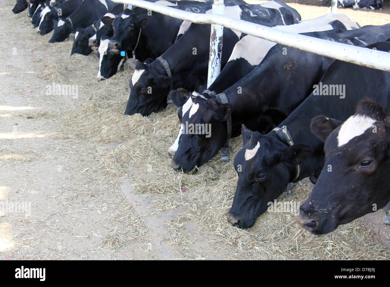 Cows at diary farming cowshed in Kibbutz Ketura in the Arava, south of ...