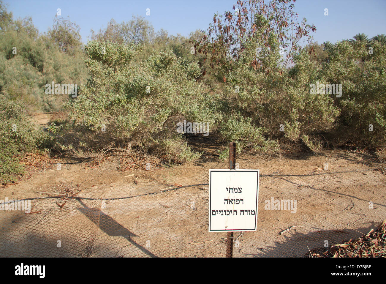 Middle Eastern medicinal plants Grown In Kibbutz Ketura In The Arava ...