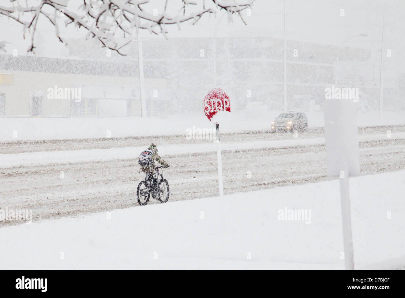 Cyclist riding in the snow during a spring snow storm;Edmonton alberta ...