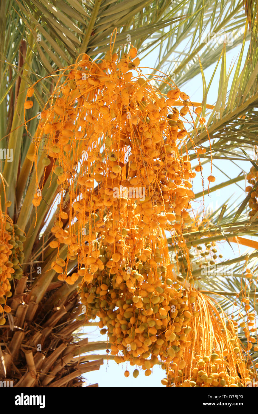 Dates produced by organic farming at grove of Kibbutz Neot Semadar in ...