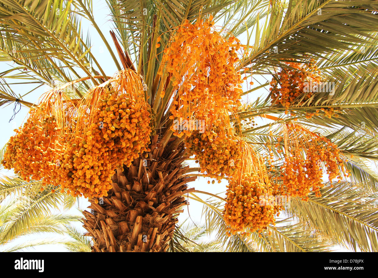 Dates produced by organic farming at grove of Kibbutz Neot Semadar in ...