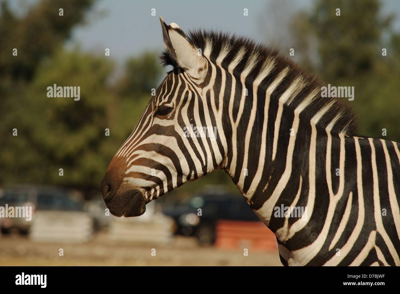 animal, Zebra head Stock Photo - Alamy