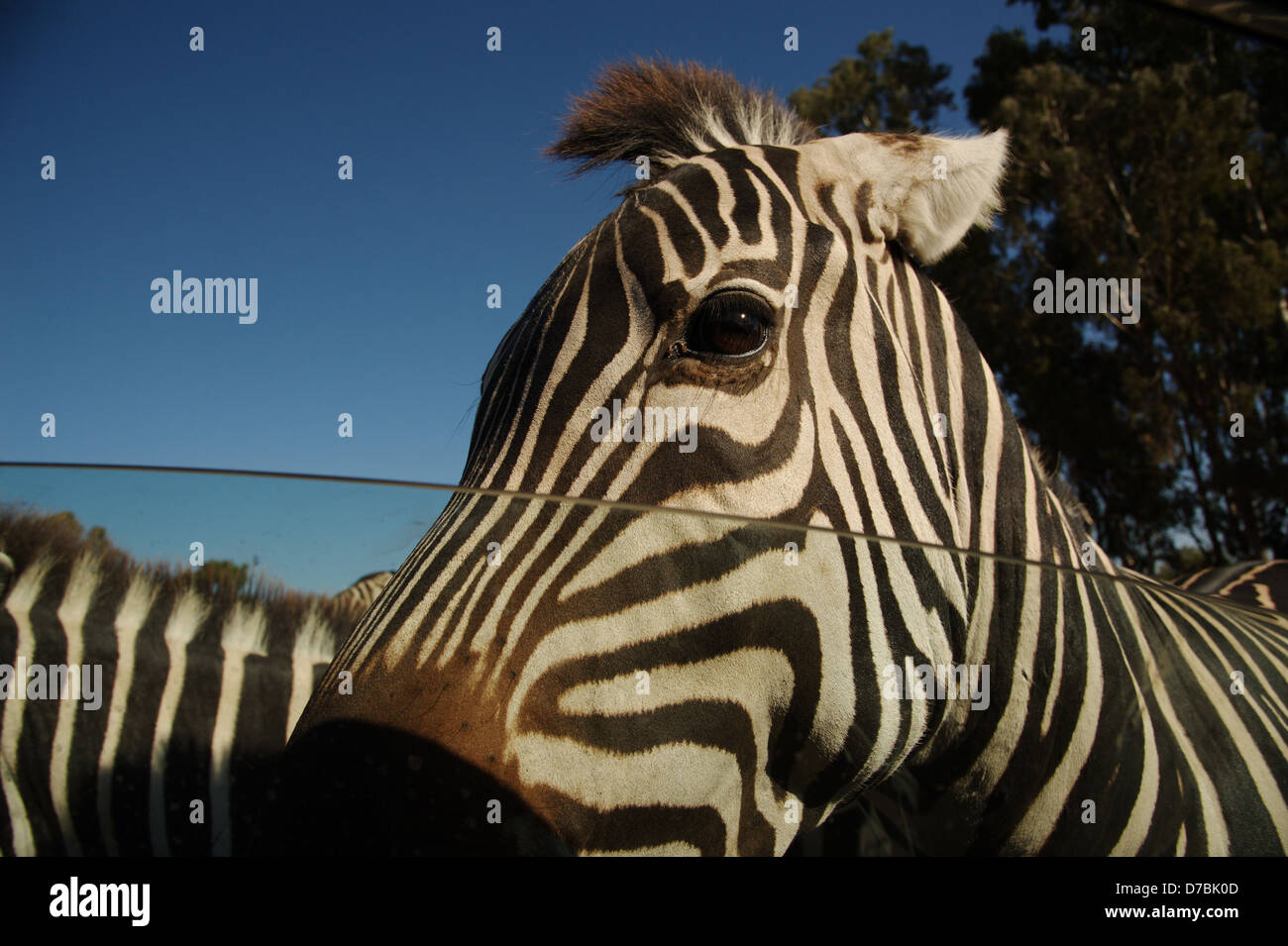 Zebra and cattle hi-res stock photography and images - Alamy