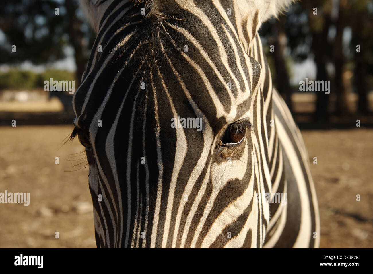animal, Zebra head Stock Photo - Alamy