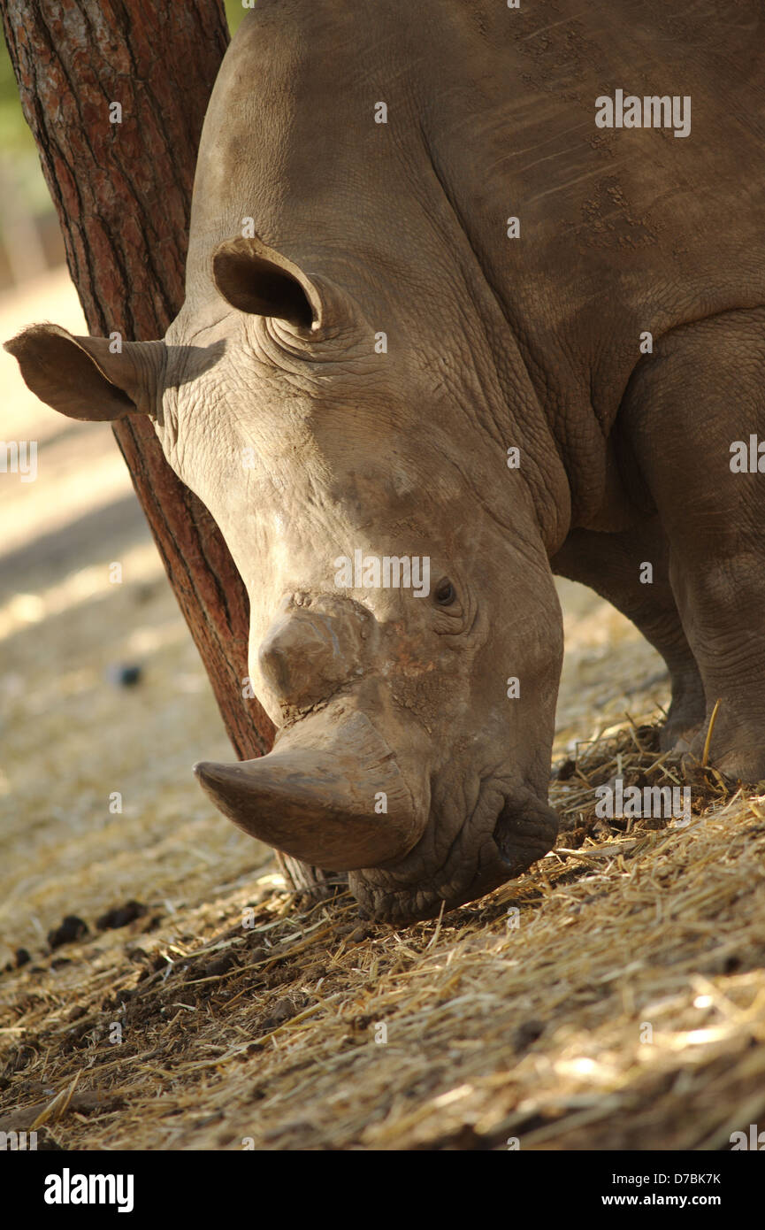 Rhino farm hi-res stock photography and images - Alamy