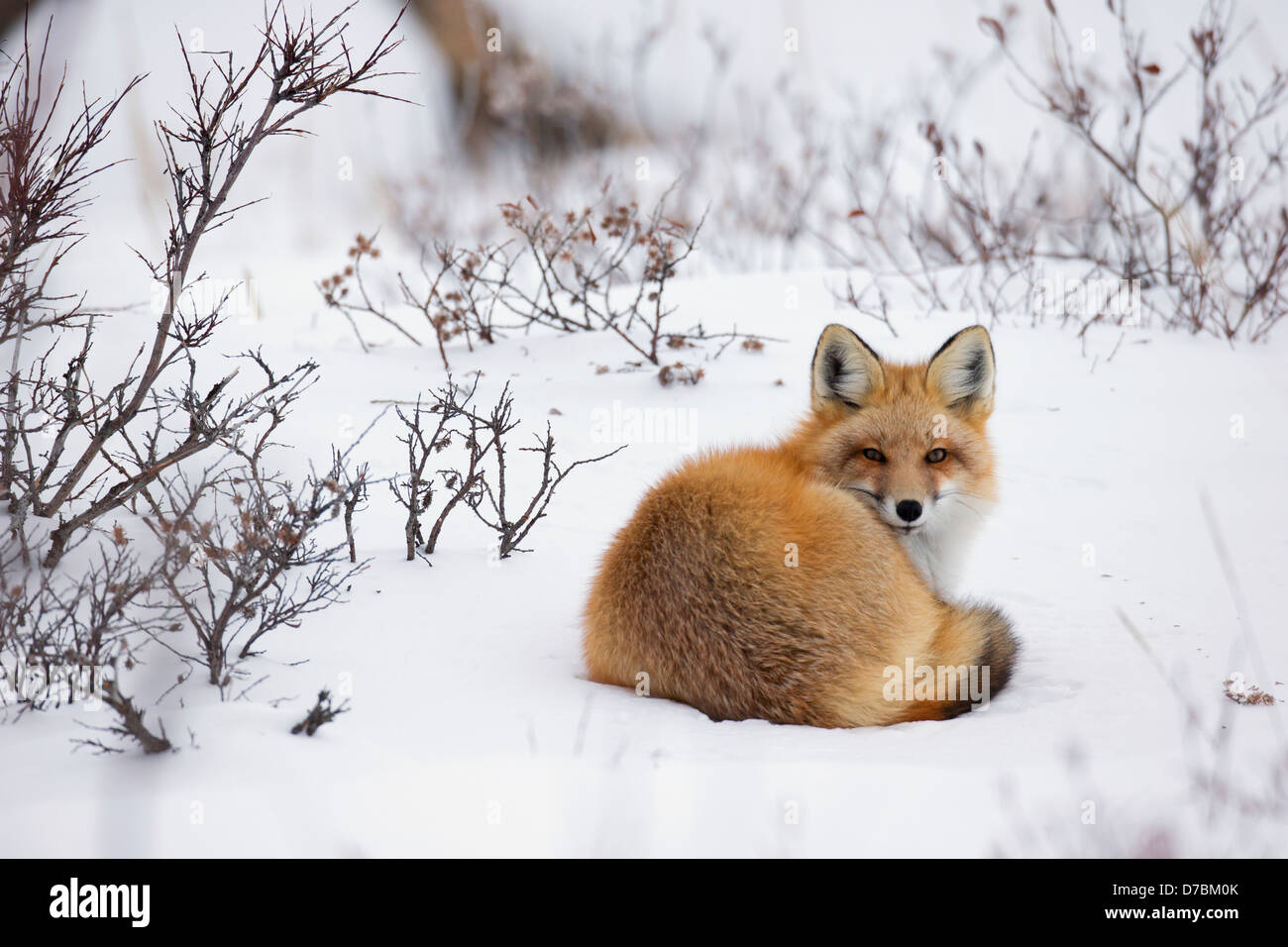 Fox lying down hi-res stock photography and images - Alamy