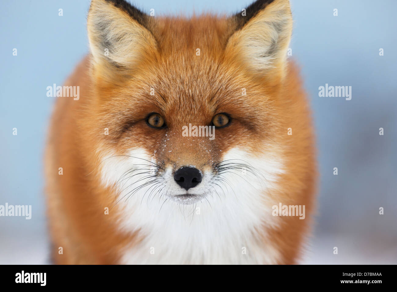 Arctic Fox Looking At Camera High Resolution Stock Photography and ...