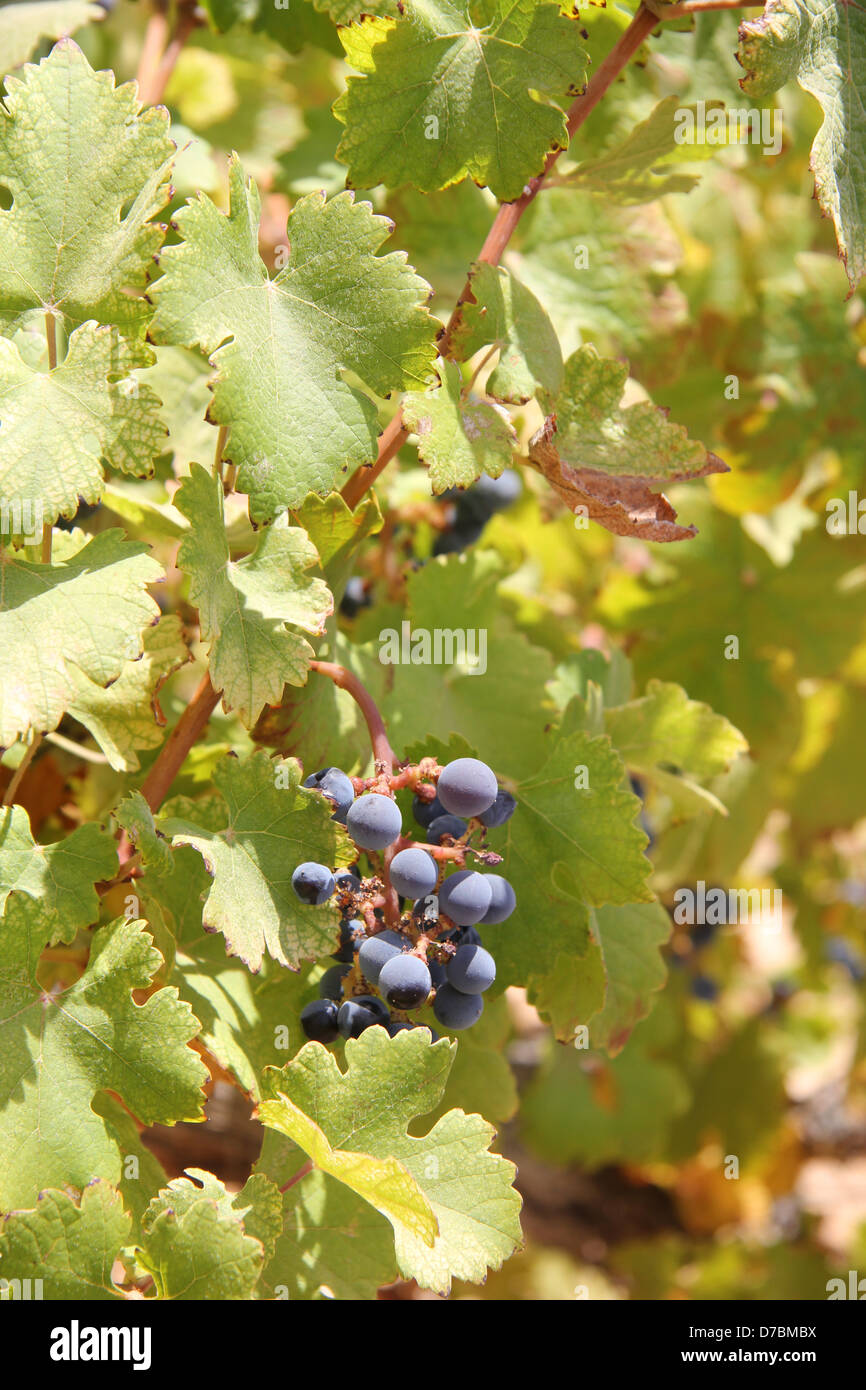 Organic red grapevines cultivated in the vineyard of Kibbutz Neot ...