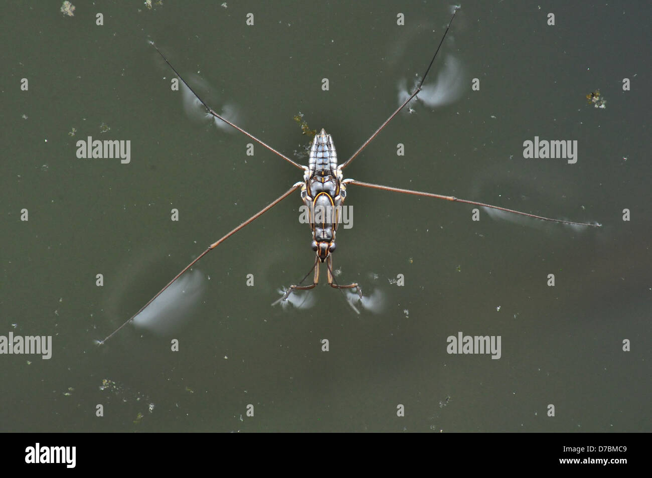 A Water Strider Stock Photo - Alamy
