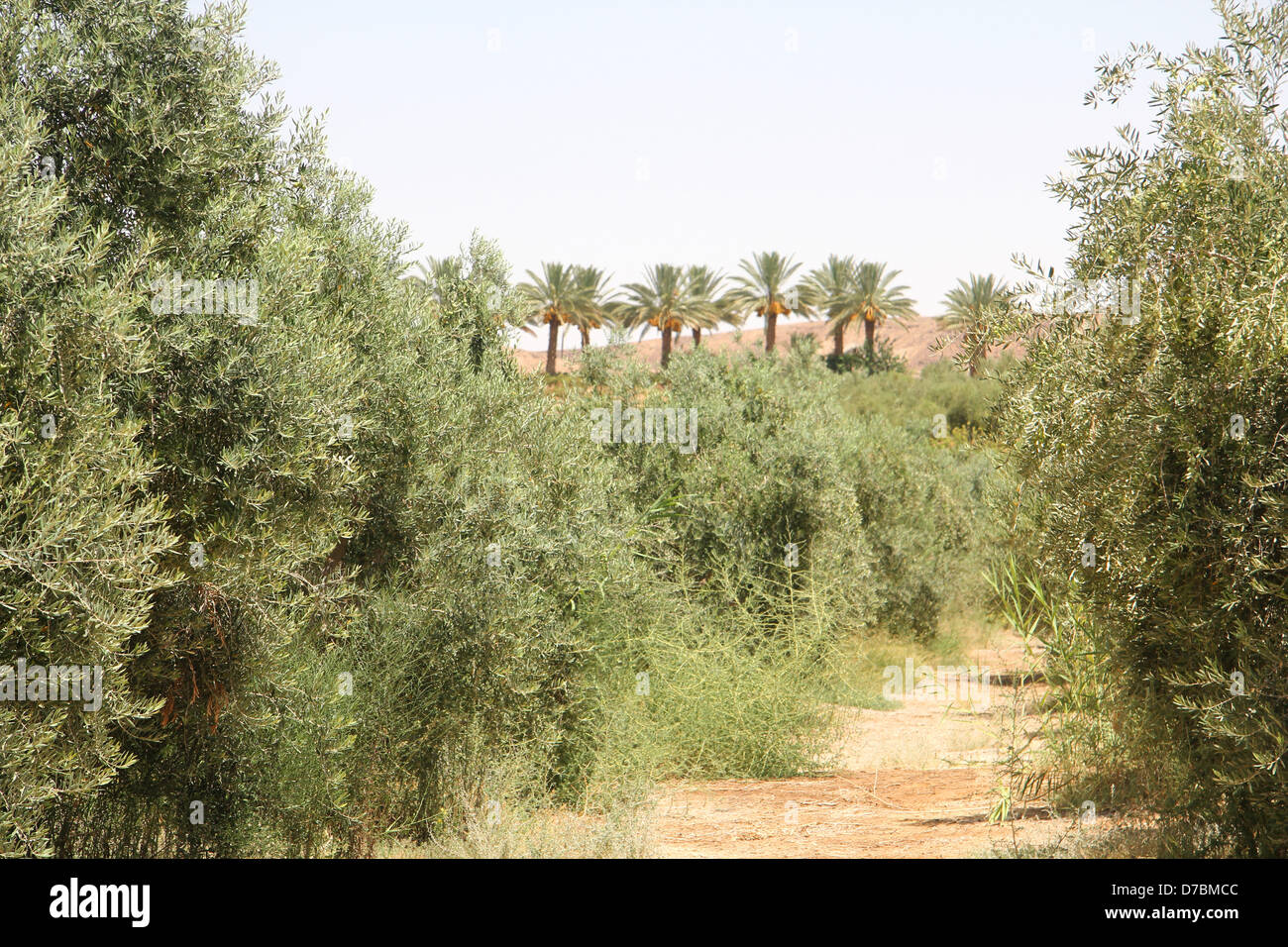 Organic olive plantation in Kibbutz Neot Semadar in the Negev desert ...