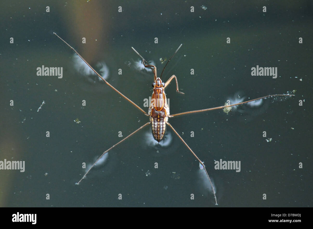 Water strider hi-res stock photography and images - Alamy