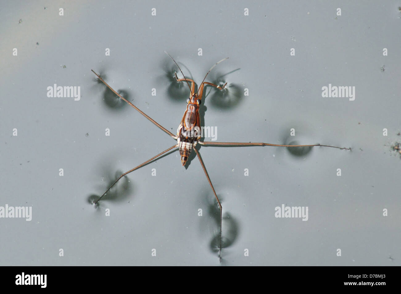 Water strider hi-res stock photography and images - Alamy