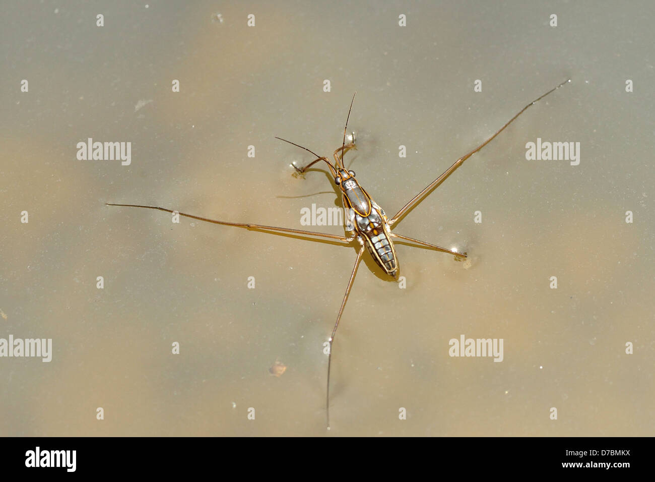 Water bug hi-res stock photography and images - Alamy