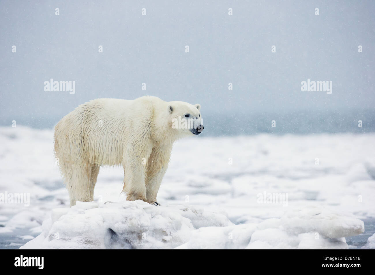 Polar Bear Standing In The Ice And Snow;Churchill Manitoba Canada Stock ...