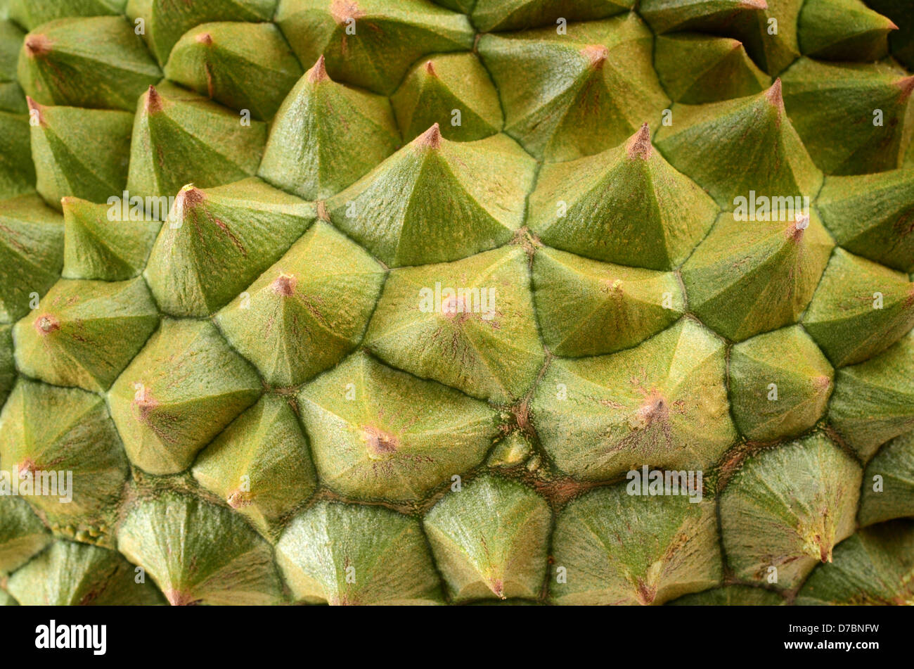 Durian thorn hi-res stock photography and images - Alamy