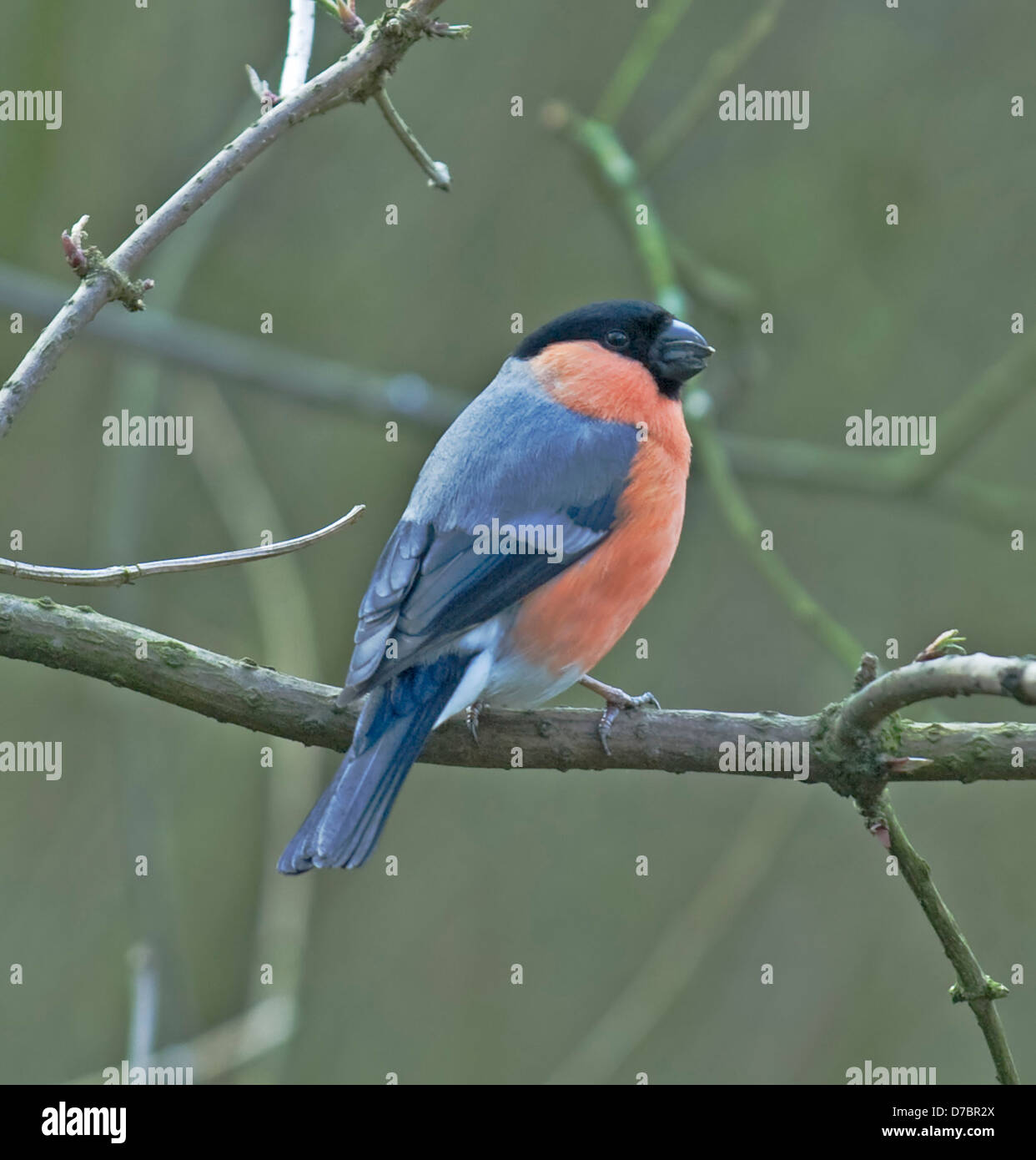 Male avian hi-res stock photography and images - Alamy