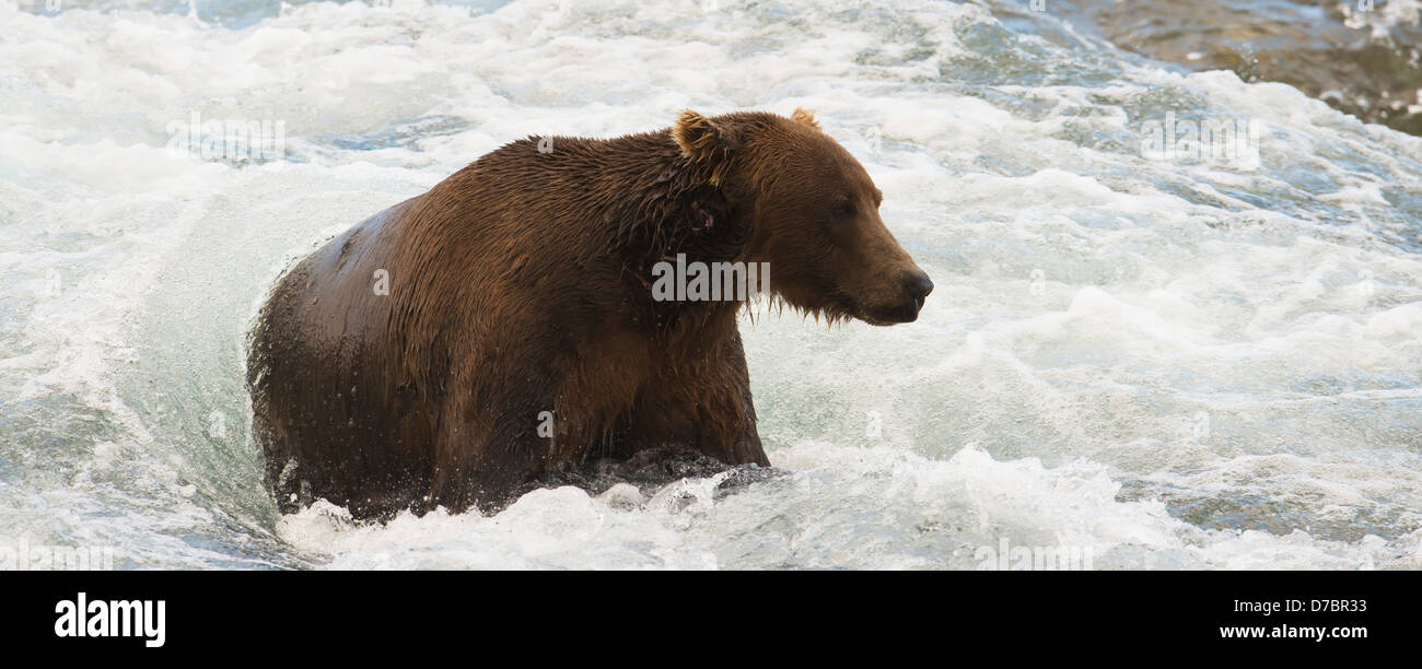 Rushing bear hi-res stock photography and images - Alamy