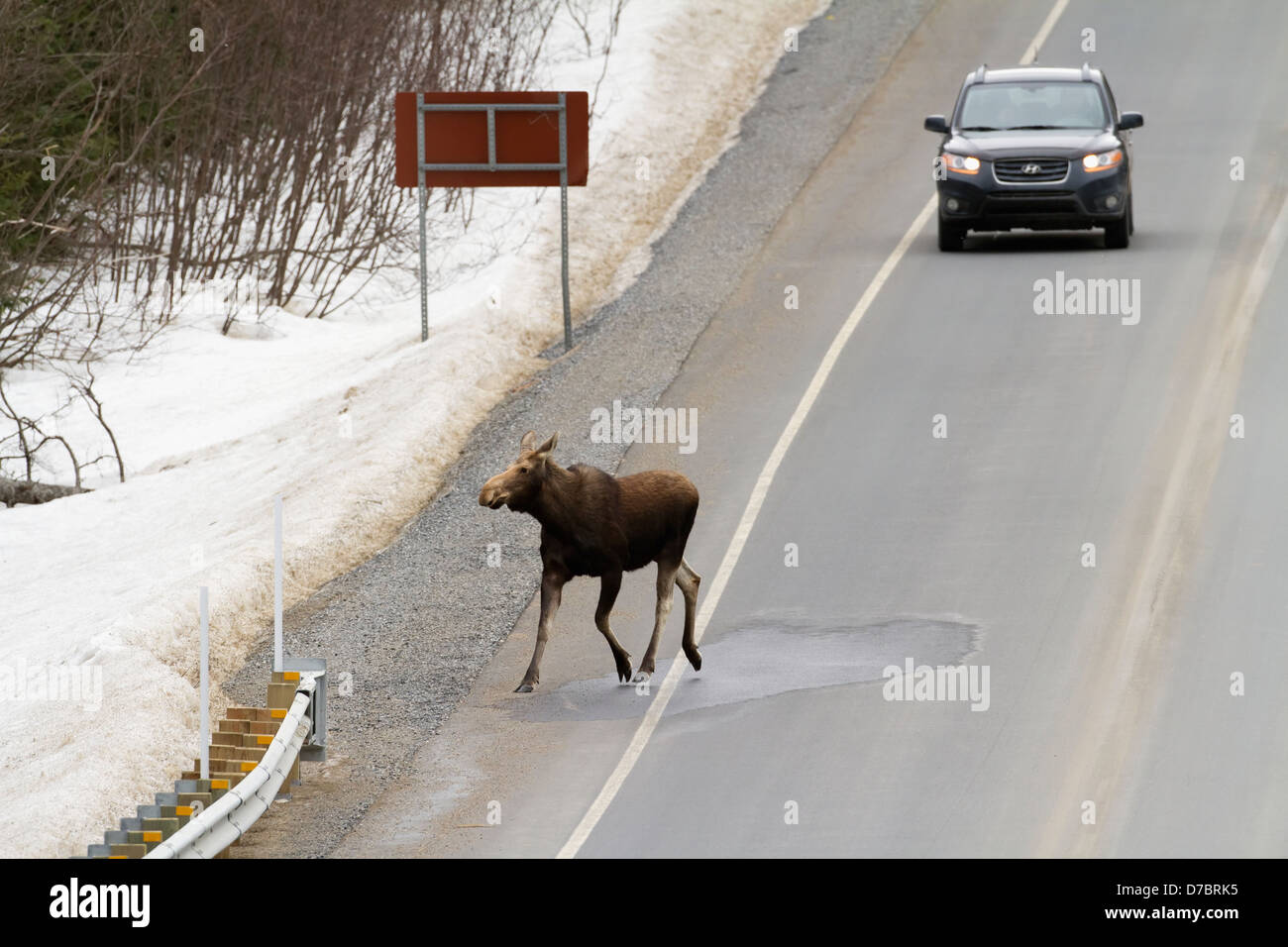 Moose and car hi-res stock photography and images - Alamy