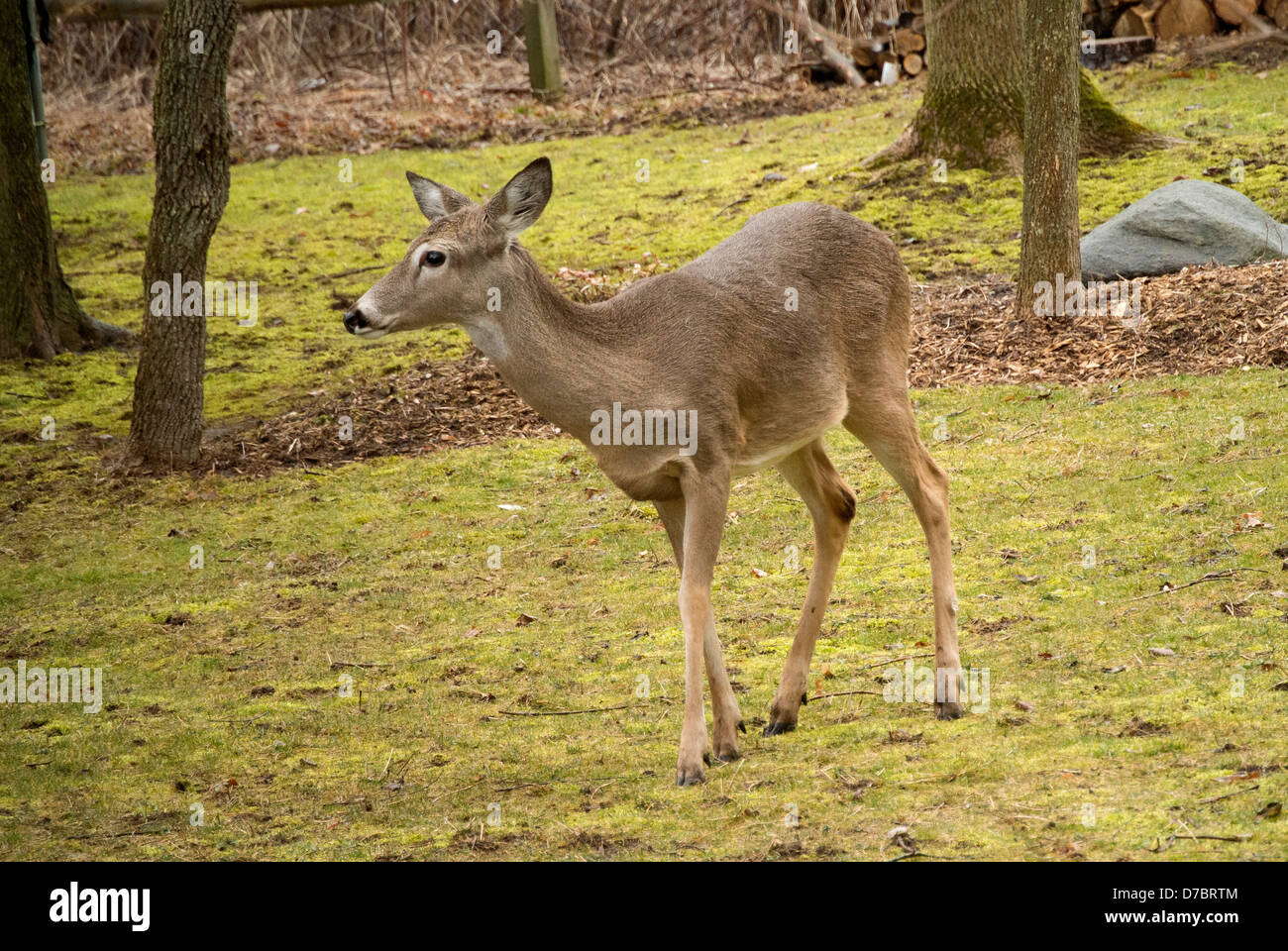 Deer back hi-res stock photography and images - Alamy