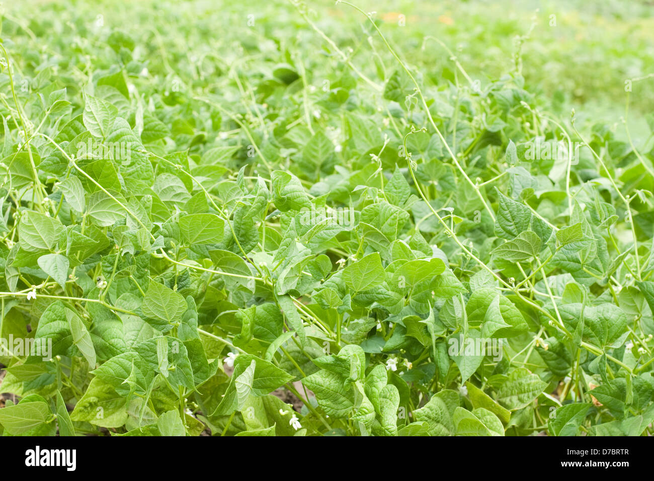 Green background - blooming growing beans Stock Photo - Alamy