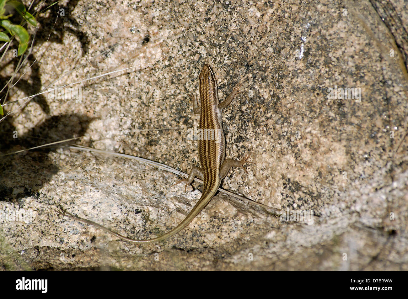 Western rock skink (Namibia) climbing rock, Namibia Stock Photo - Alamy