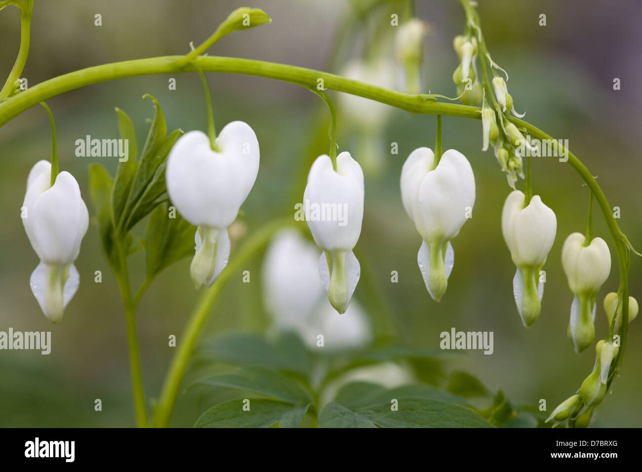 Dicentra spectabilis Plant Stock Photo - Alamy