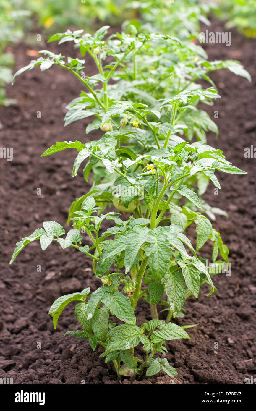 Row of green blooming tomato plant Stock Photo - Alamy