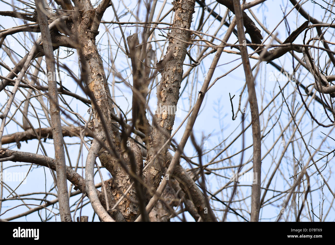 Dead plant hi-res stock photography and images - Alamy