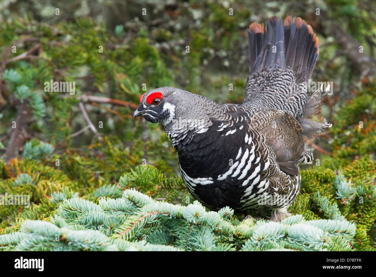 One spruce grouse hi-res stock photography and images - Alamy