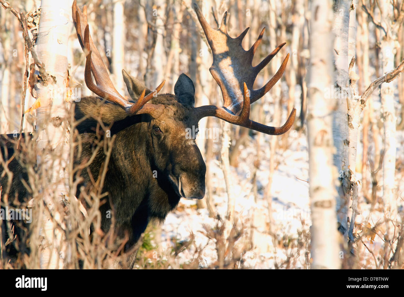 Bull facing camera hi-res stock photography and images - Alamy