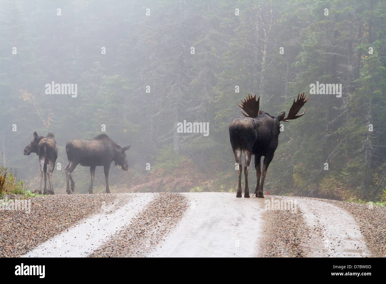 Bull Moose Crossing Road High Resolution Stock Photography and Images ...