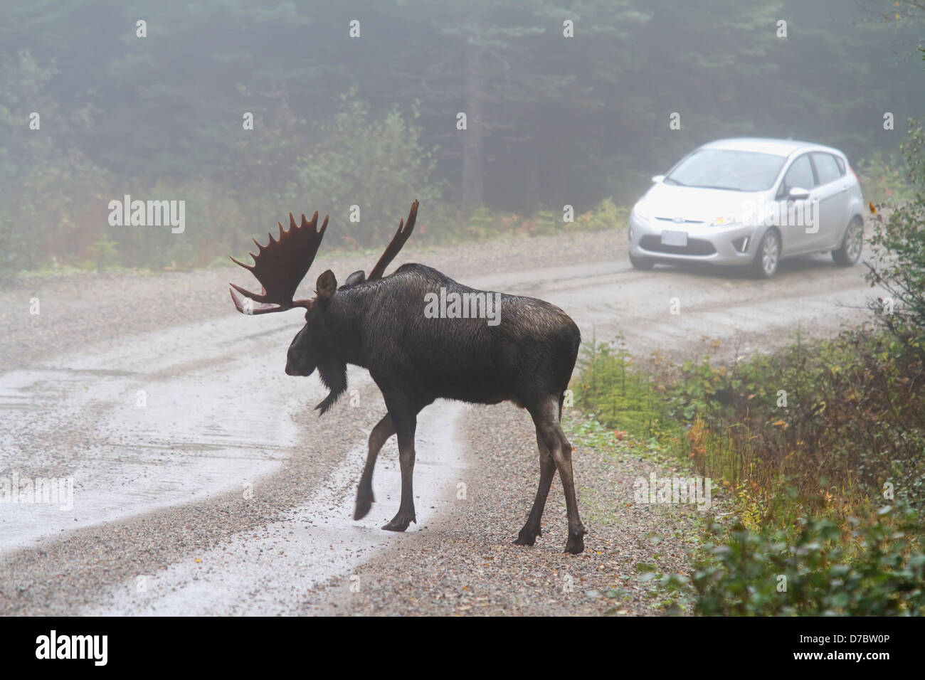 Moose crossing road hi-res stock photography and images - Alamy