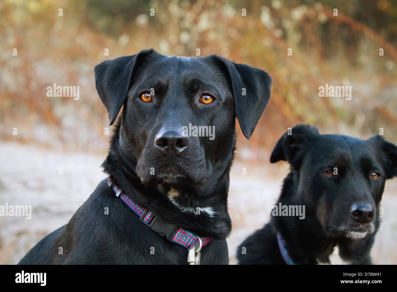 Coulterville hi-res stock photography and images - Alamy