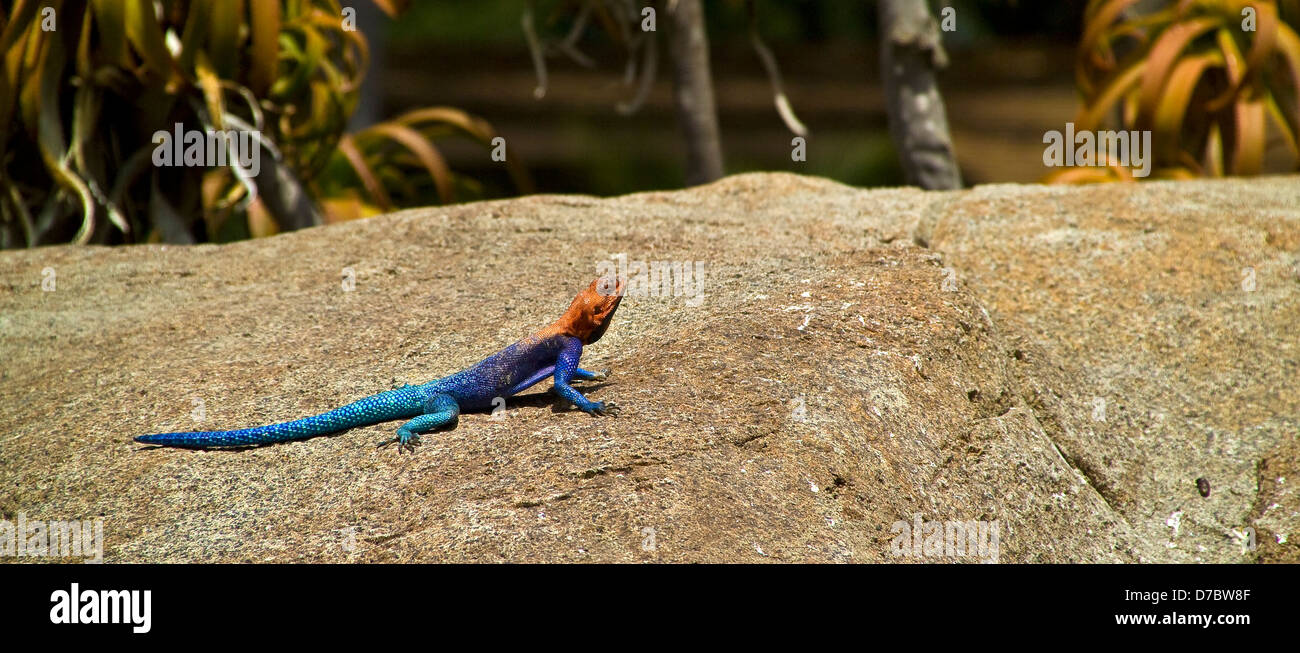 Colored lizard hi-res stock photography and images - Alamy