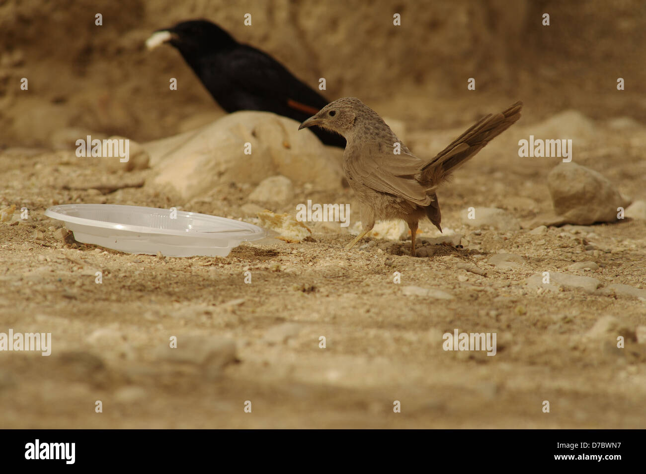 birds eating, desert, dry area Stock Photo - Alamy