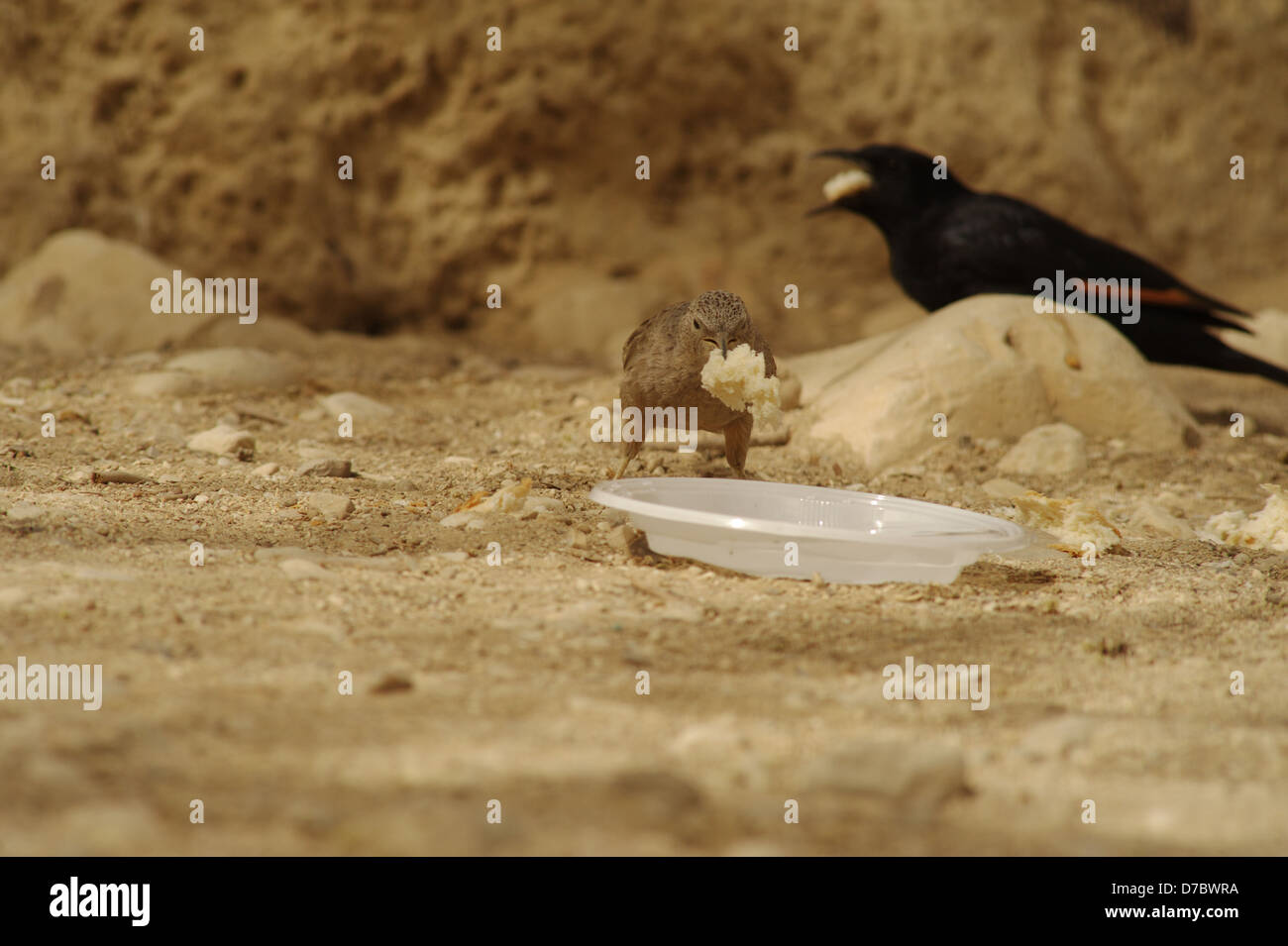 birds eating, desert, dry area Stock Photo - Alamy