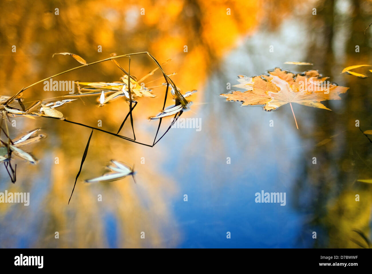 Maple leaf floating on lake. Trees and blue sky reflected in water Stock Photo - Alamy