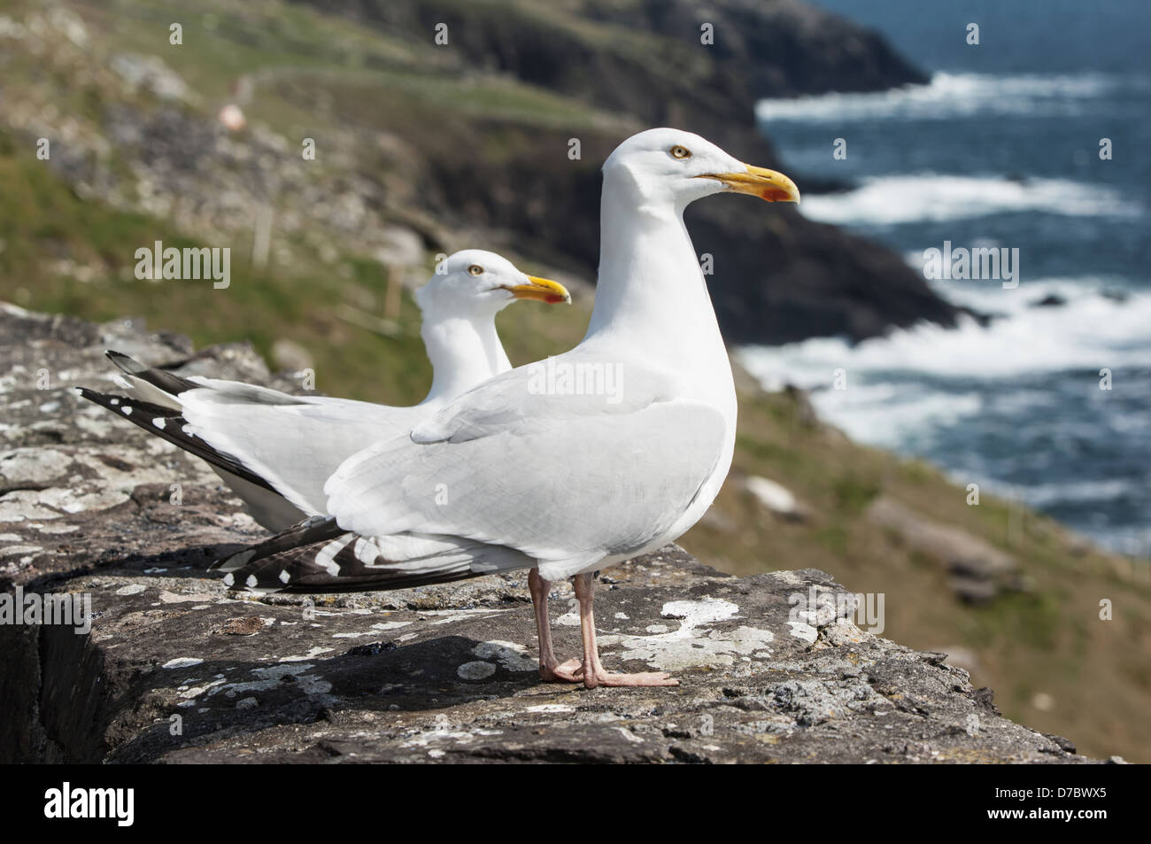 Side view of seagulls head hi-res stock photography and images - Alamy