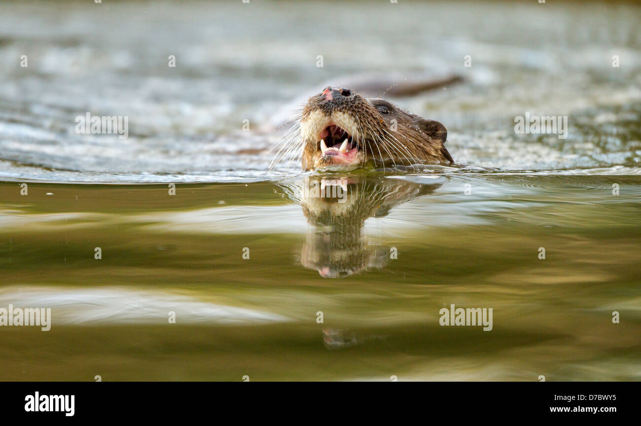 Swimming eye hi-res stock photography and images - Alamy