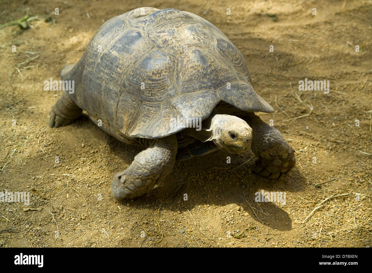 A large tortoise Stock Photo - Alamy
