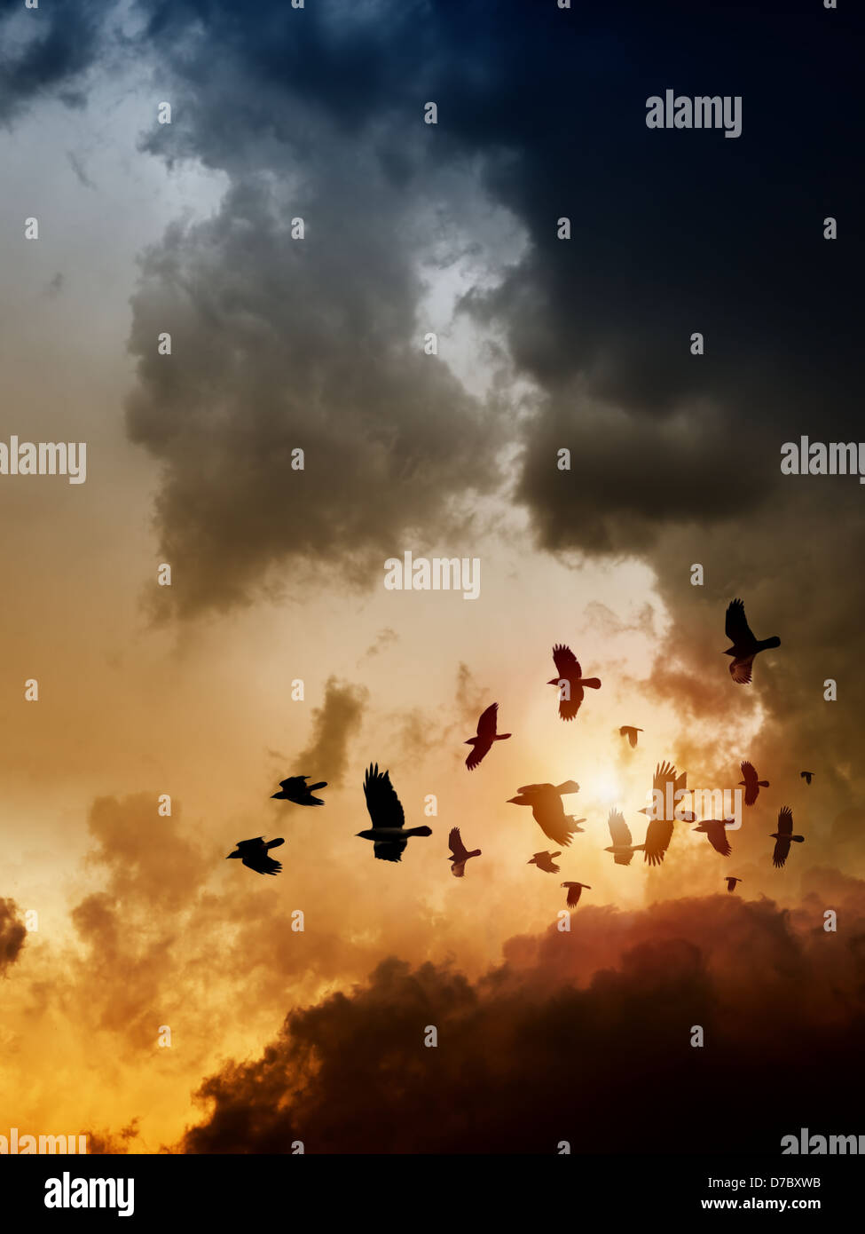 Sunset, flock of flying ravens, crows in dark sky Stock Photo - Alamy