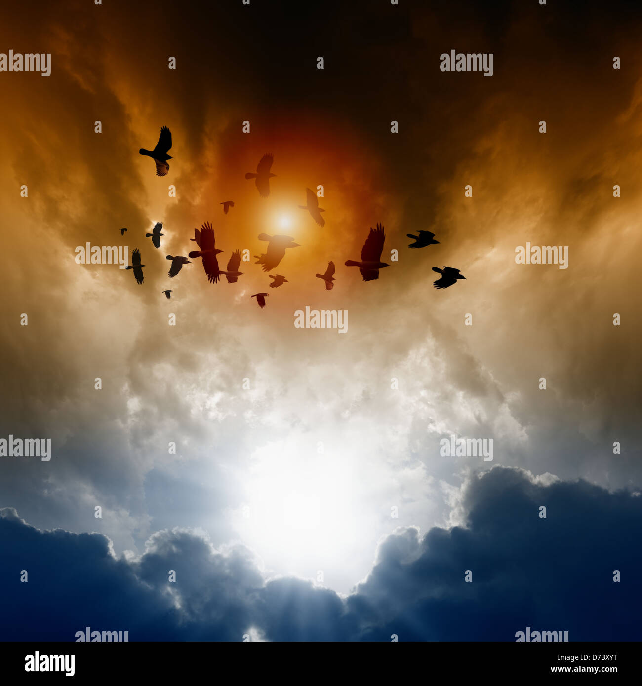 Sunset, flock of flying ravens, crows in dark sky Stock Photo - Alamy