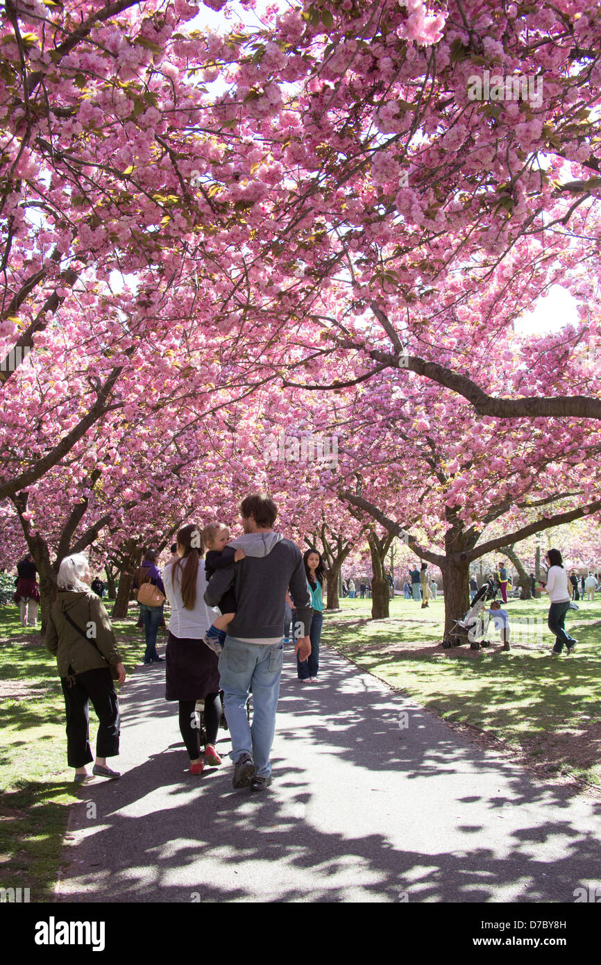 Brooklyn botanic gardens cherry blossom hi-res stock photography and ...