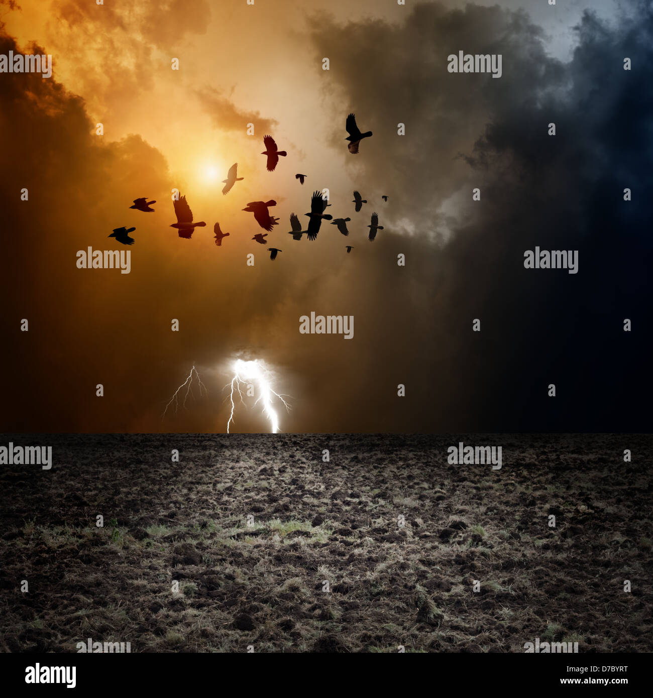 Big arable field, dark stormy sky with lightning, flock of flying ...