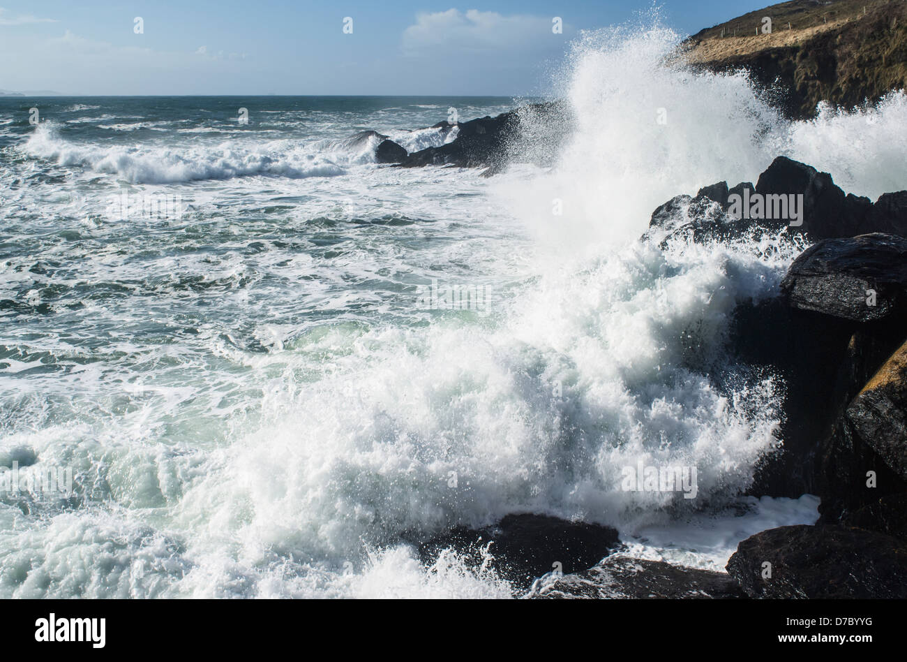 Bolus head hi-res stock photography and images - Alamy