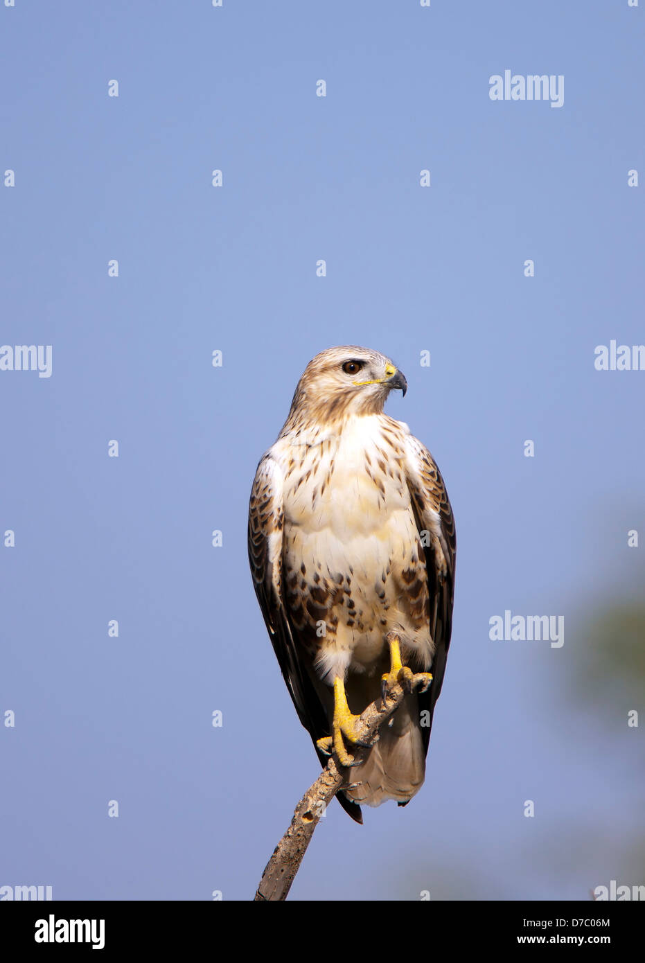 Indian black kite raptor bird hi-res stock photography and images - Alamy