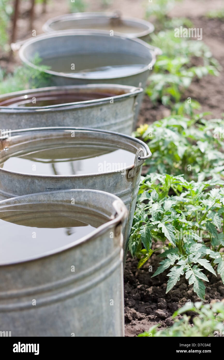 Five old iron buckets with water, green growth sprout of tomato Stock ...