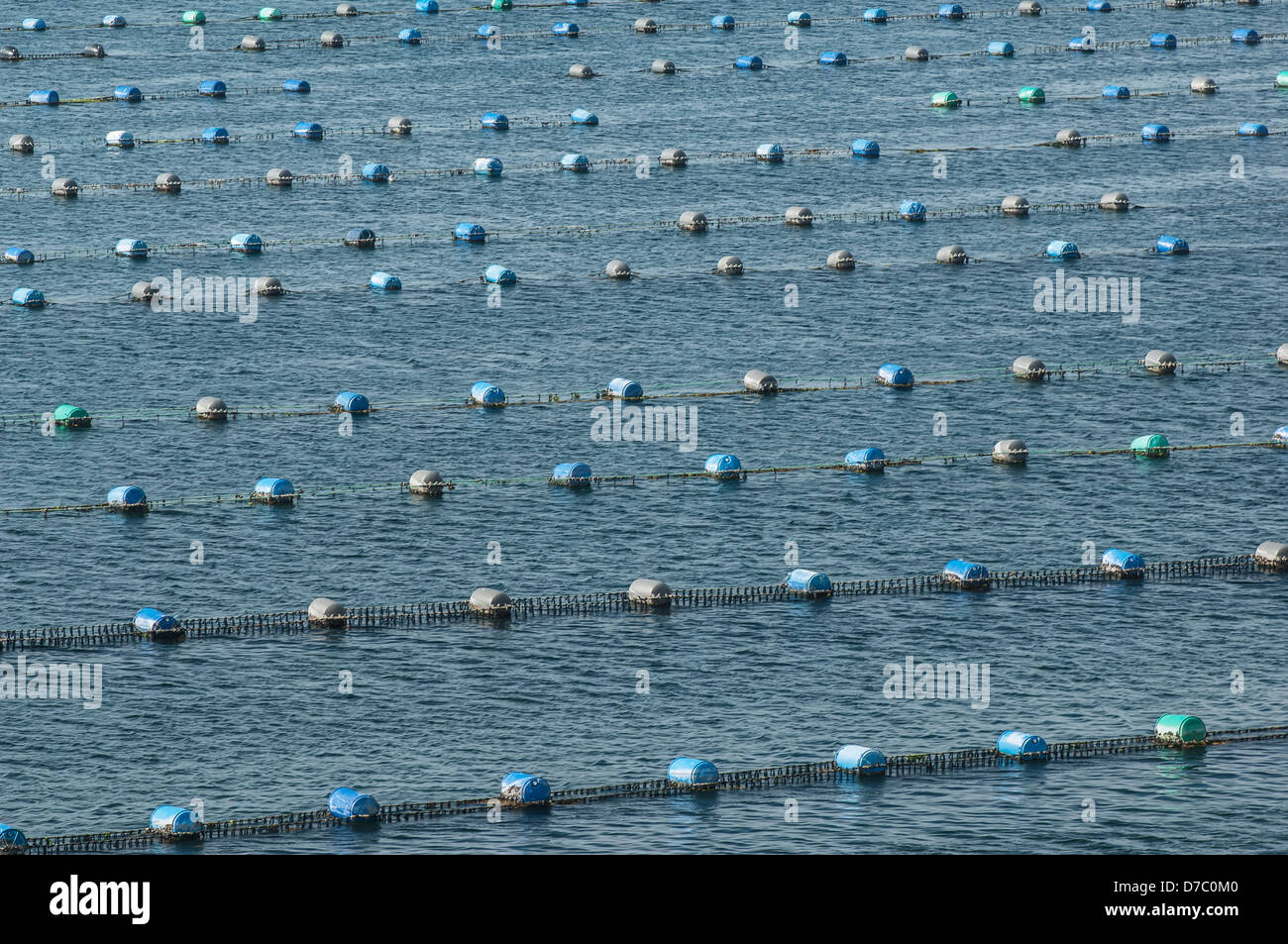 Mussel farming;Ardgroom county cork ireland Stock Photo - Alamy