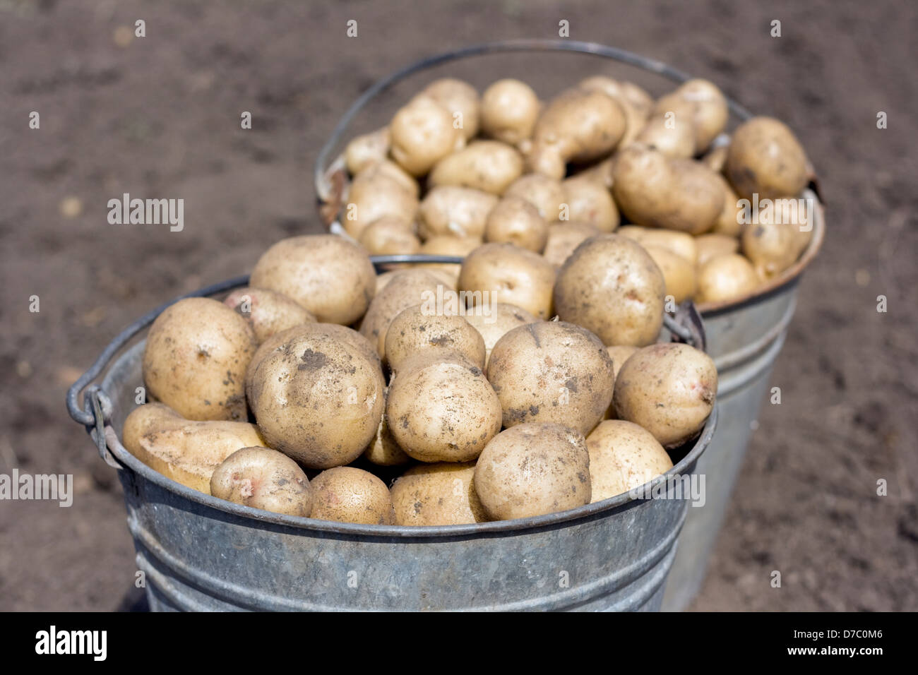 Two full old buckets of potatoes. Fall harvest Stock Photo - Alamy