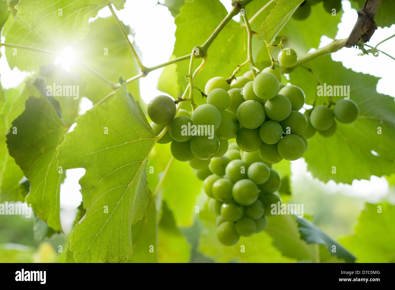 Beauty natural background - green grapes, bright sun Stock Photo - Alamy